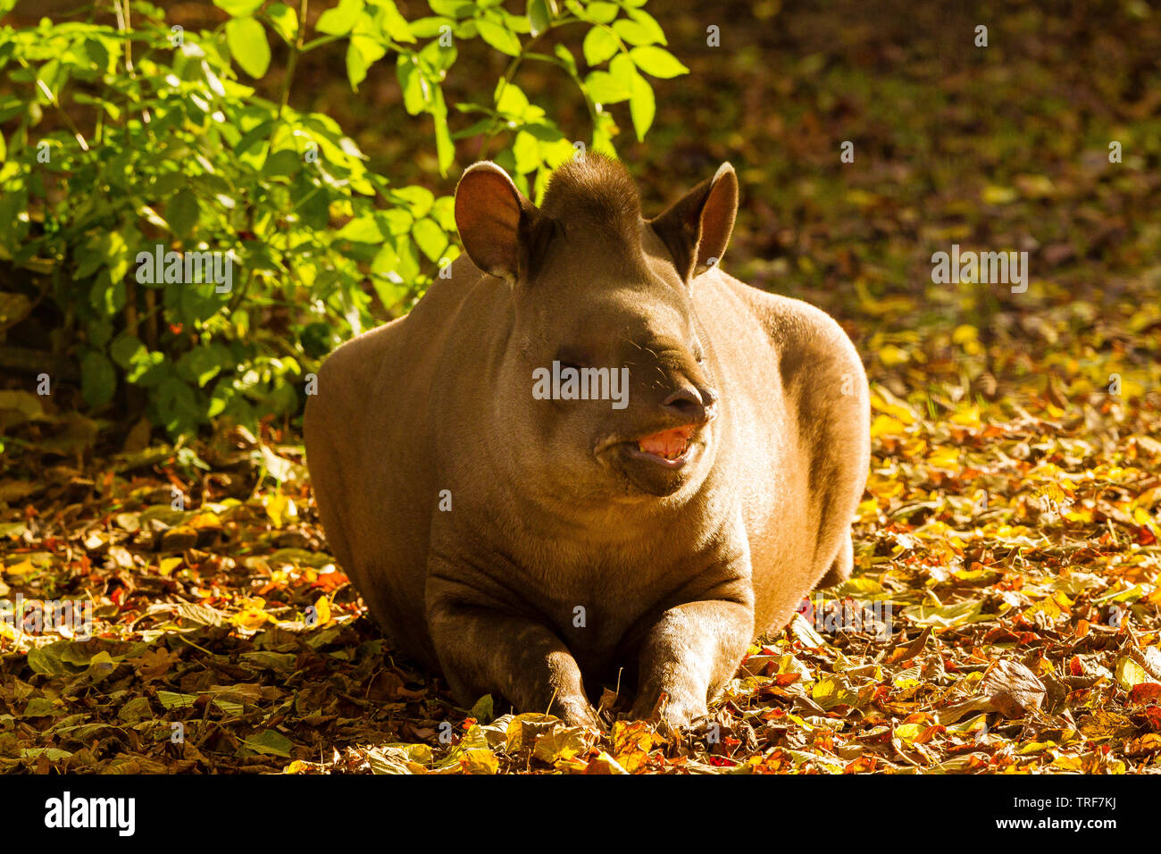 Baby tapir stripe hi-res stock photography and images - Alamy