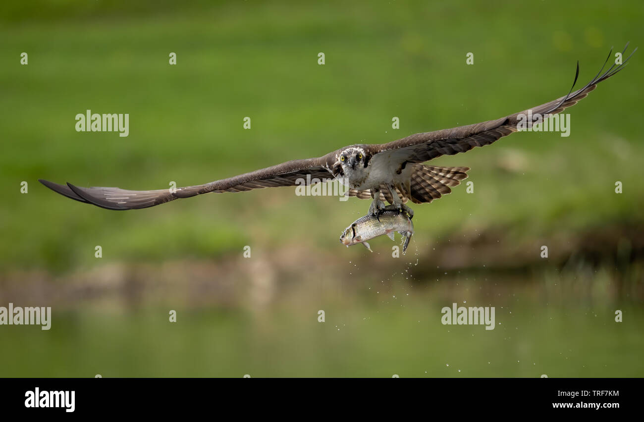 Osprey Diving for a fish Stock Photo - Alamy