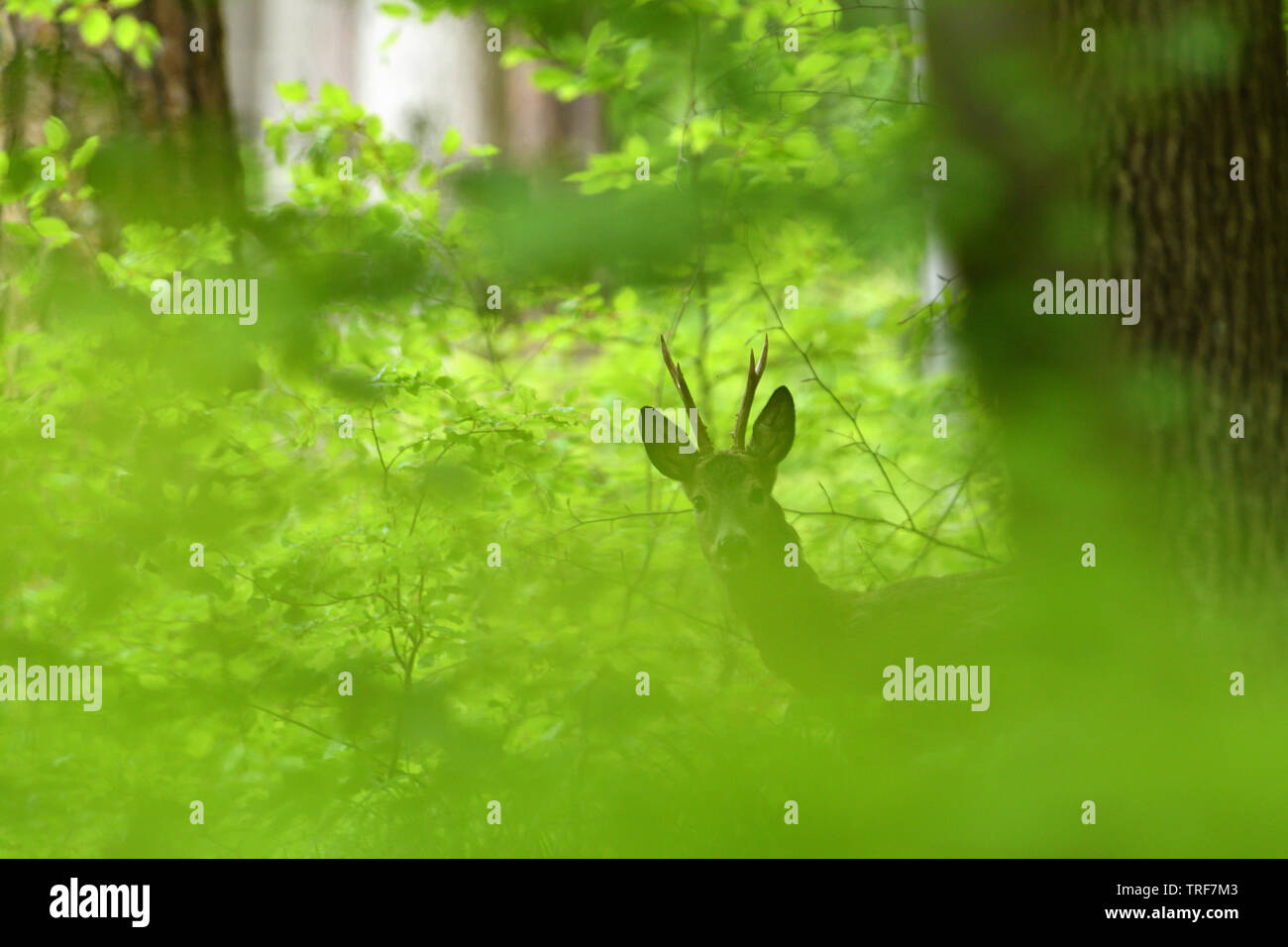 Small roe buck with antler to hide in camouflage on grass and forest ...