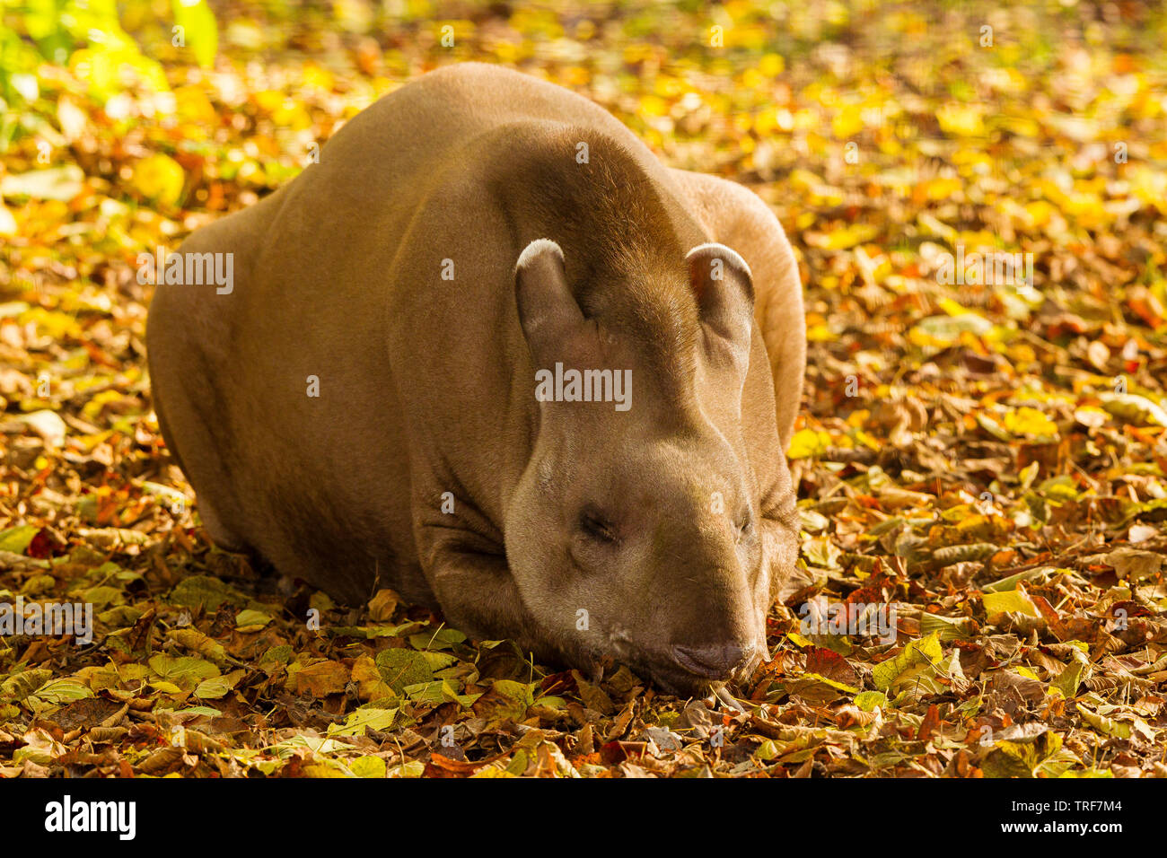 South American Tapir or Brazilian Tapir ( Tapirus Terrestris ) Sitting ...