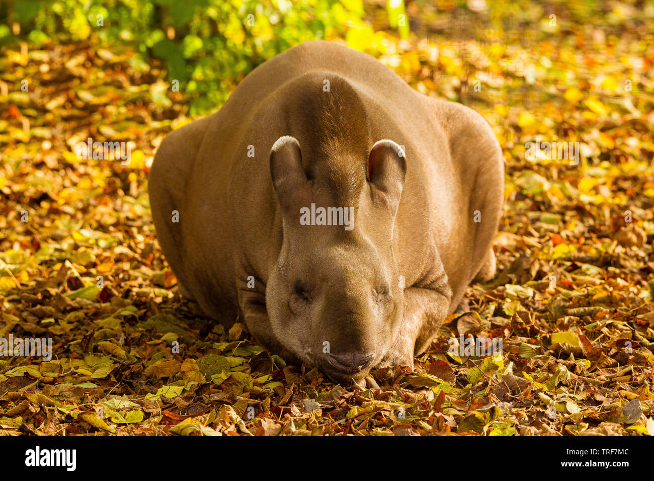 Baby tapir stripe hi-res stock photography and images - Alamy
