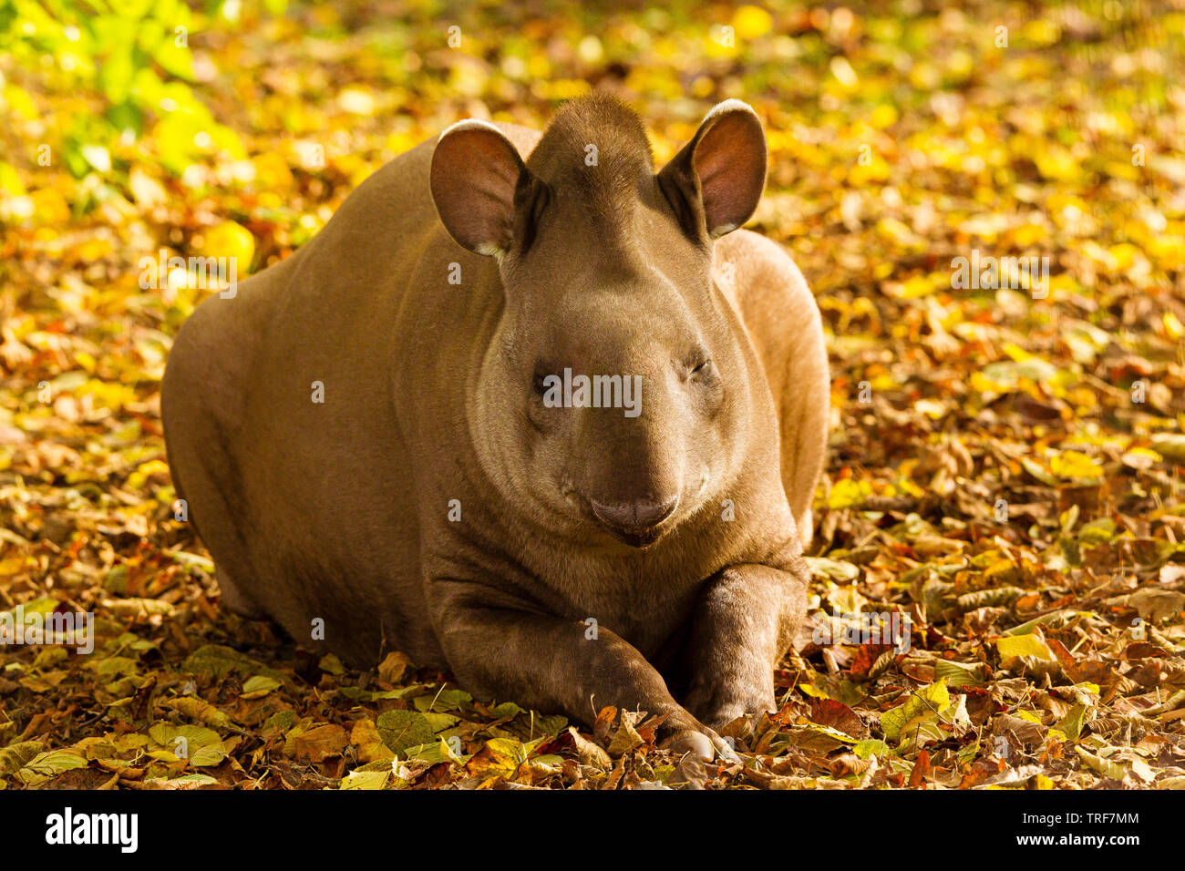 Baby tapir stripe hi-res stock photography and images - Alamy