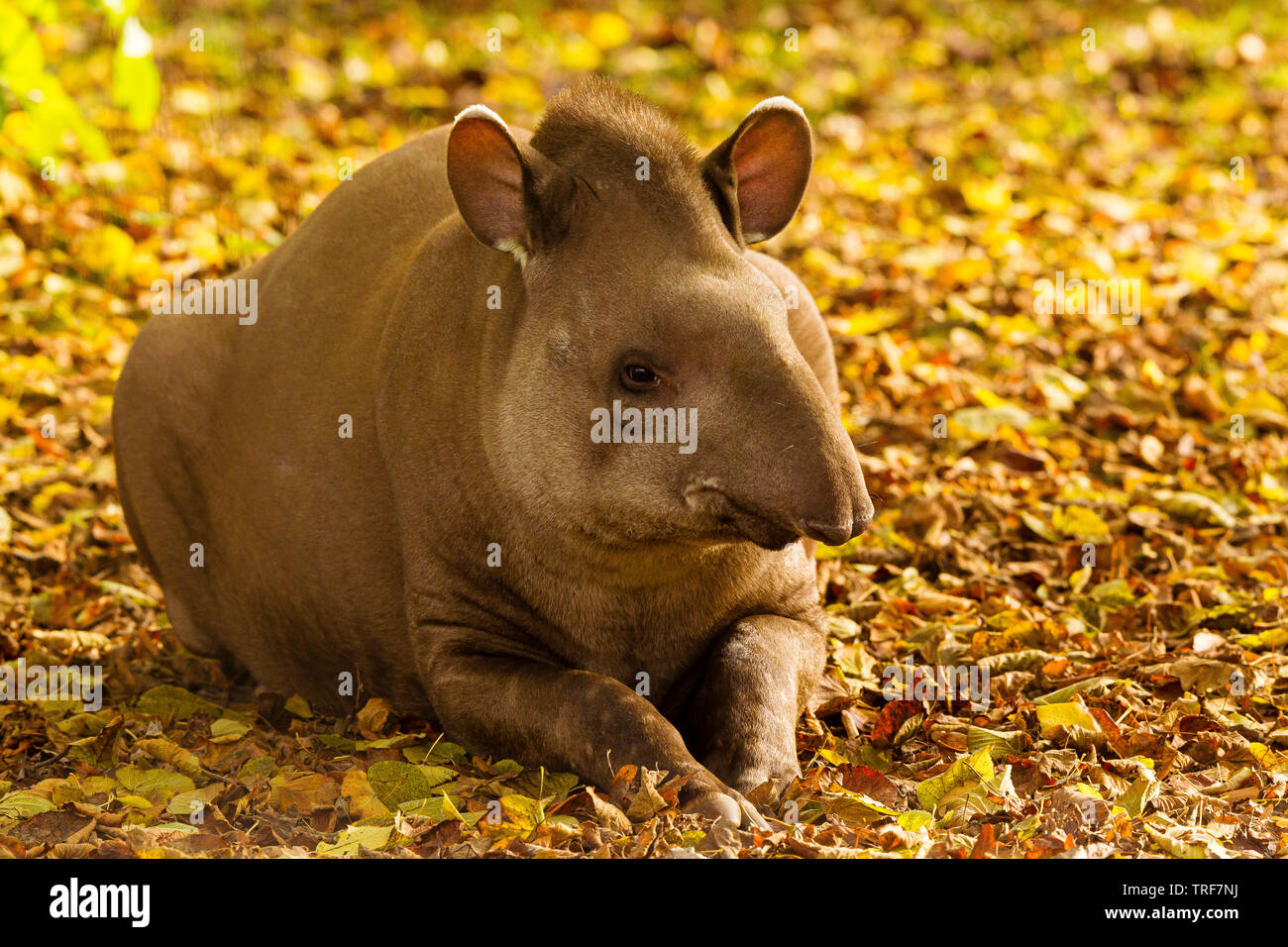 South American Tapir or Brazilian Tapir ( Tapirus Terrestris ) Sitting ...