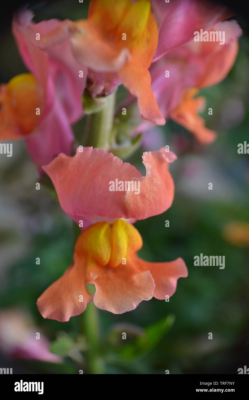 Snapdragon, Antirrhinum majus, Chantilly bronze Stock Photo - Alamy