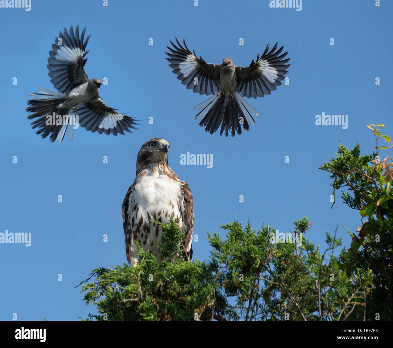 Red tailed hawk pair hi-res stock photography and images - Alamy