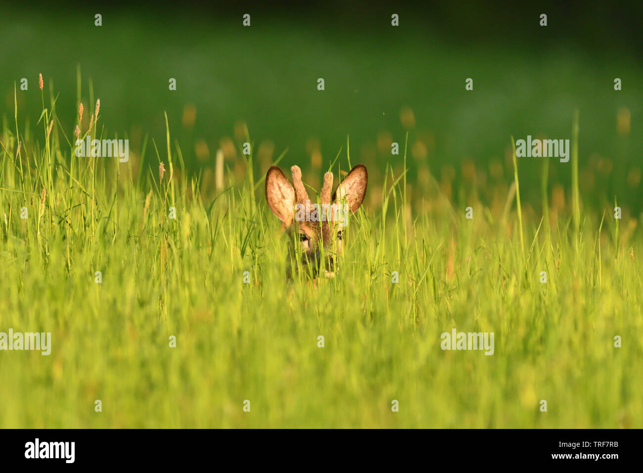 Small roe buck with antler to hide in camouflage on grass and forest ...