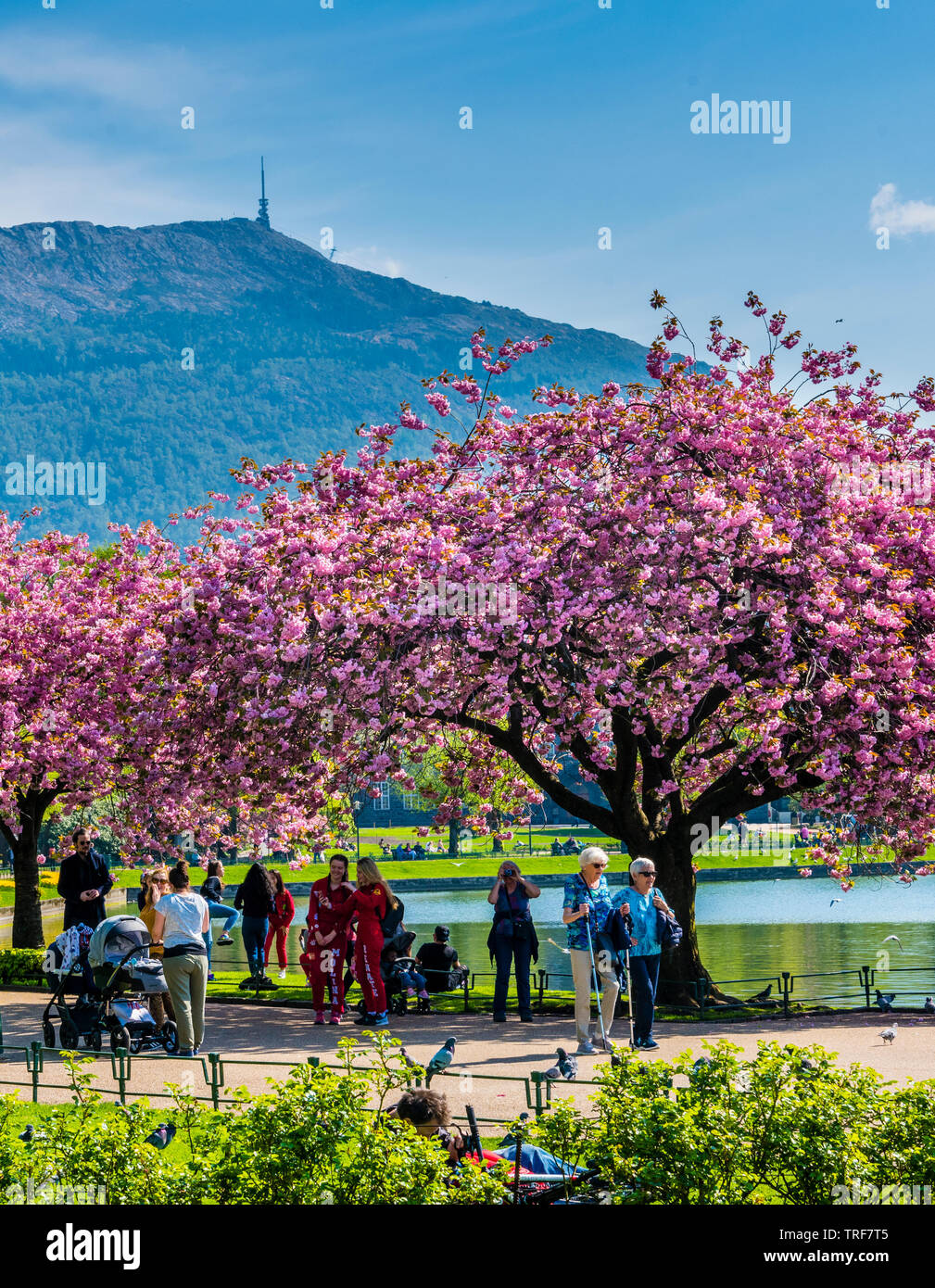 Bergen in spring hi-res stock photography and images - Alamy