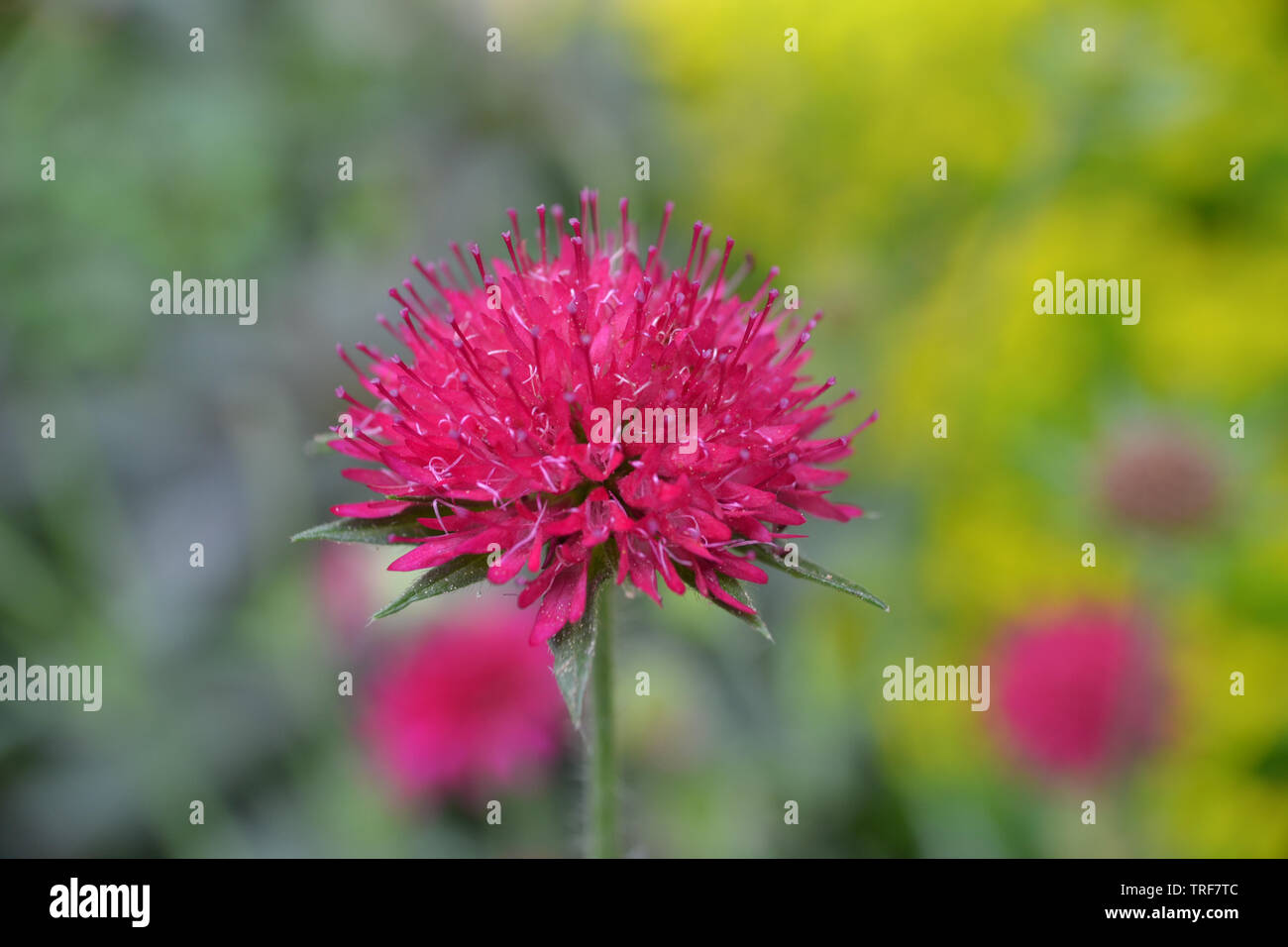 Red knautia hi-res stock photography and images - Alamy