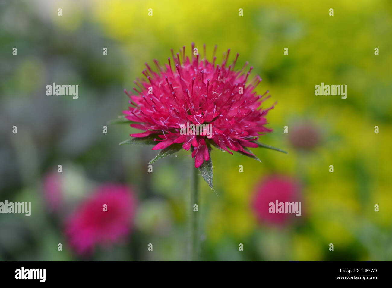 Macedonian scabious hi-res stock photography and images - Alamy