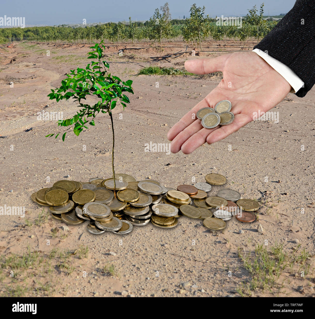 Citrus tree growing from coins Stock Photo - Alamy
