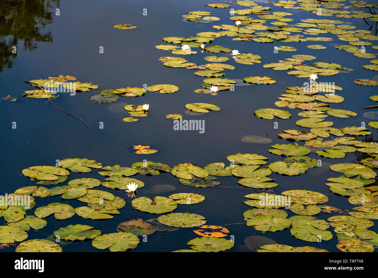 Sakarya karasu hi-res stock photography and images - Alamy