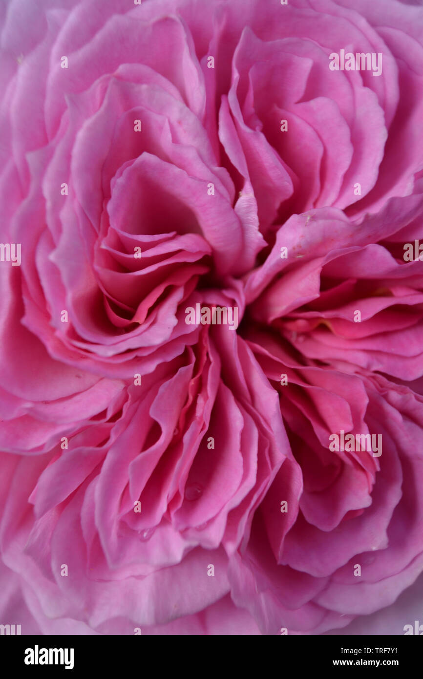 English climbing rose 'James Galway', a David Austin bred rose Stock ...