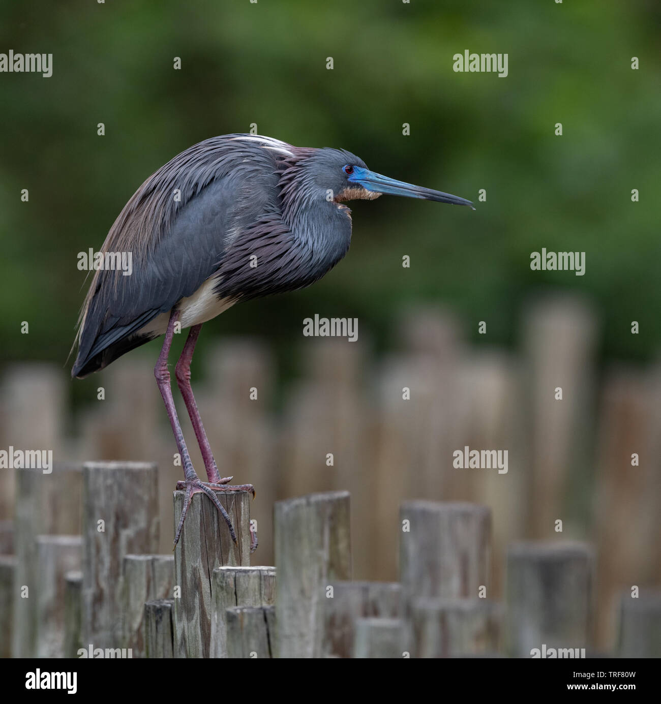 Tricolored heron in Florida Stock Photo - Alamy