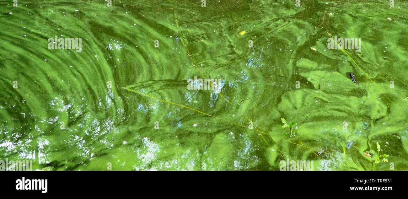 Green Cyano Algae