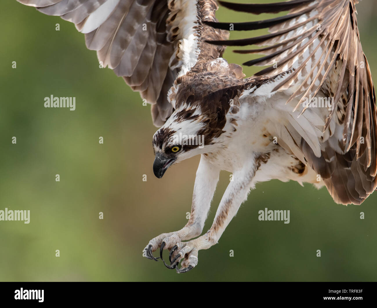 Osprey Diving for a fish Stock Photo - Alamy