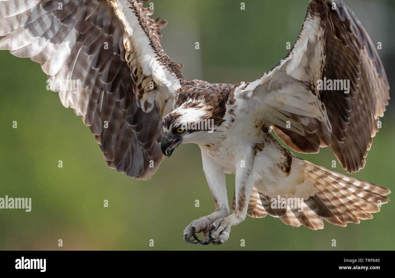 Osprey Diving for a fish Stock Photo - Alamy