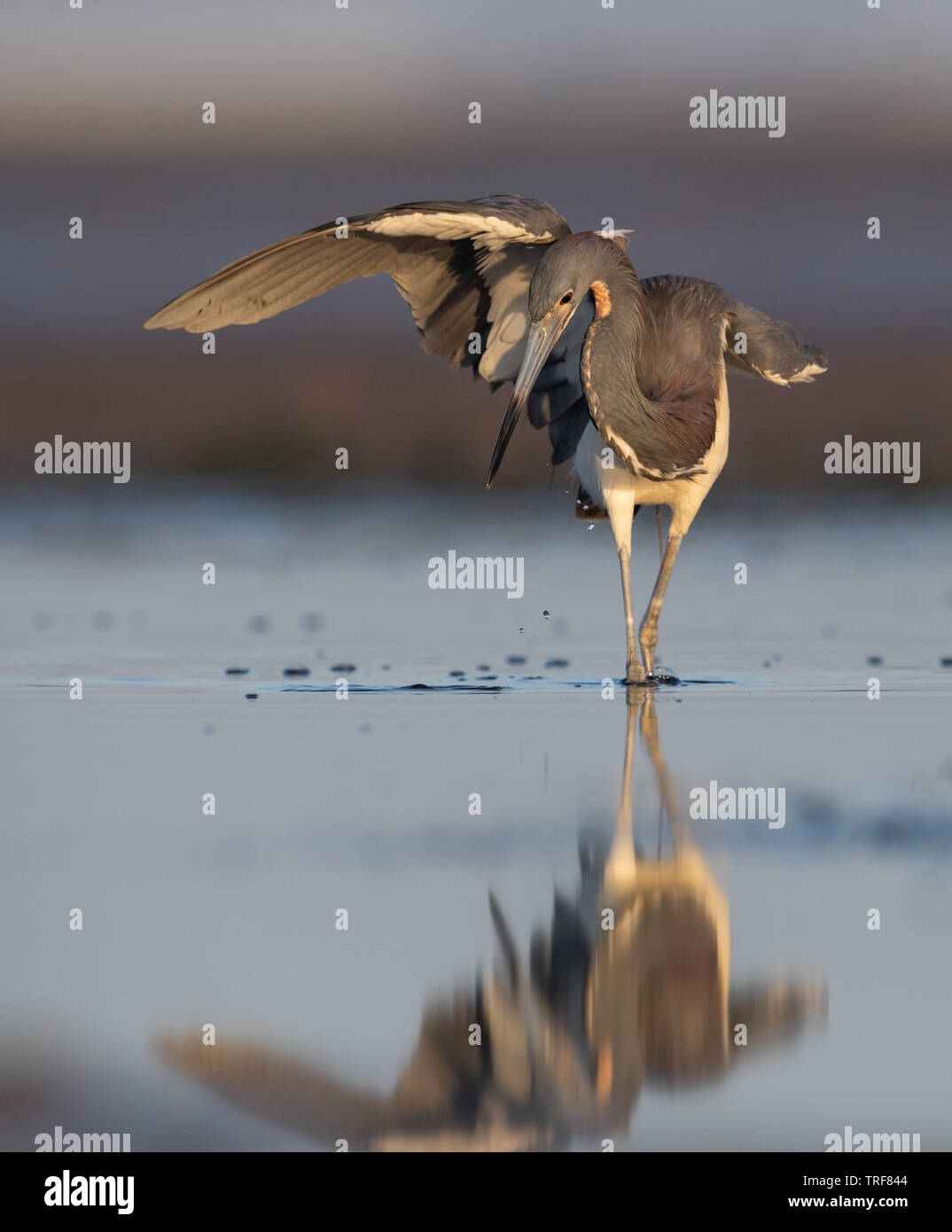 Tri color bird hi-res stock photography and images - Alamy