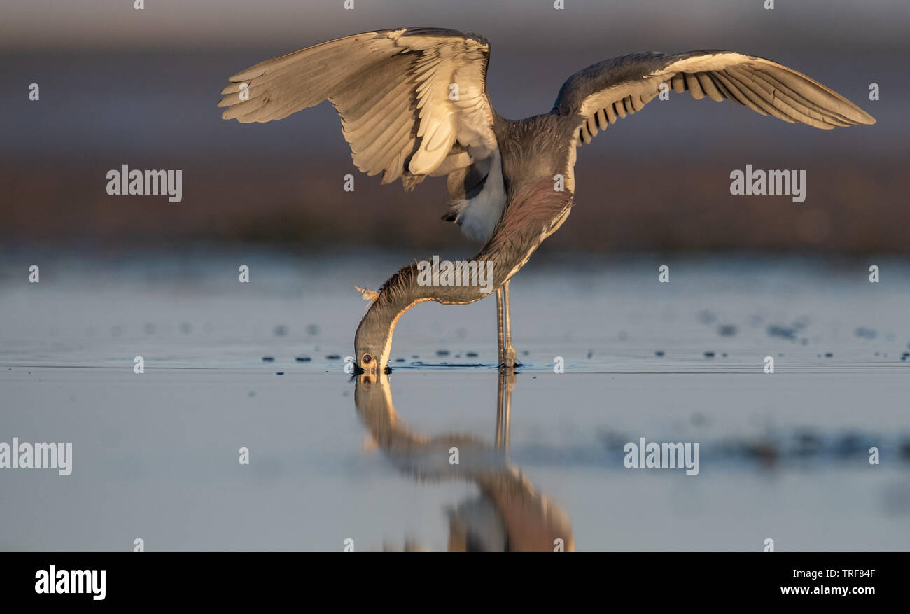 Tri color bird hi-res stock photography and images - Alamy