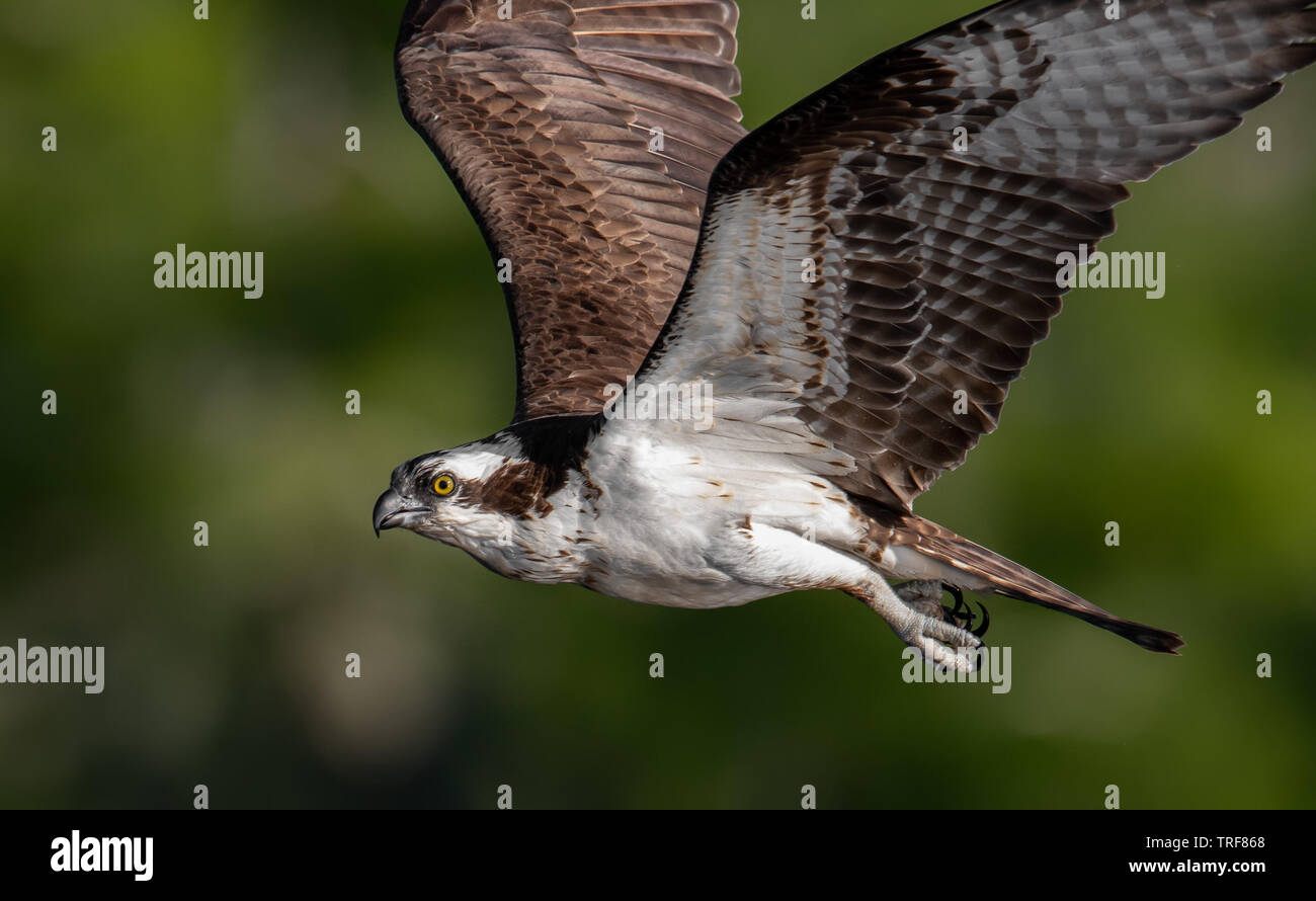 Osprey Diving for a fish Stock Photo - Alamy