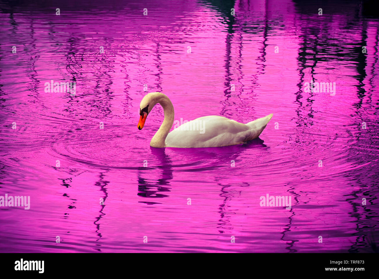 White Swan in pinkbackground Stock Photo - Alamy