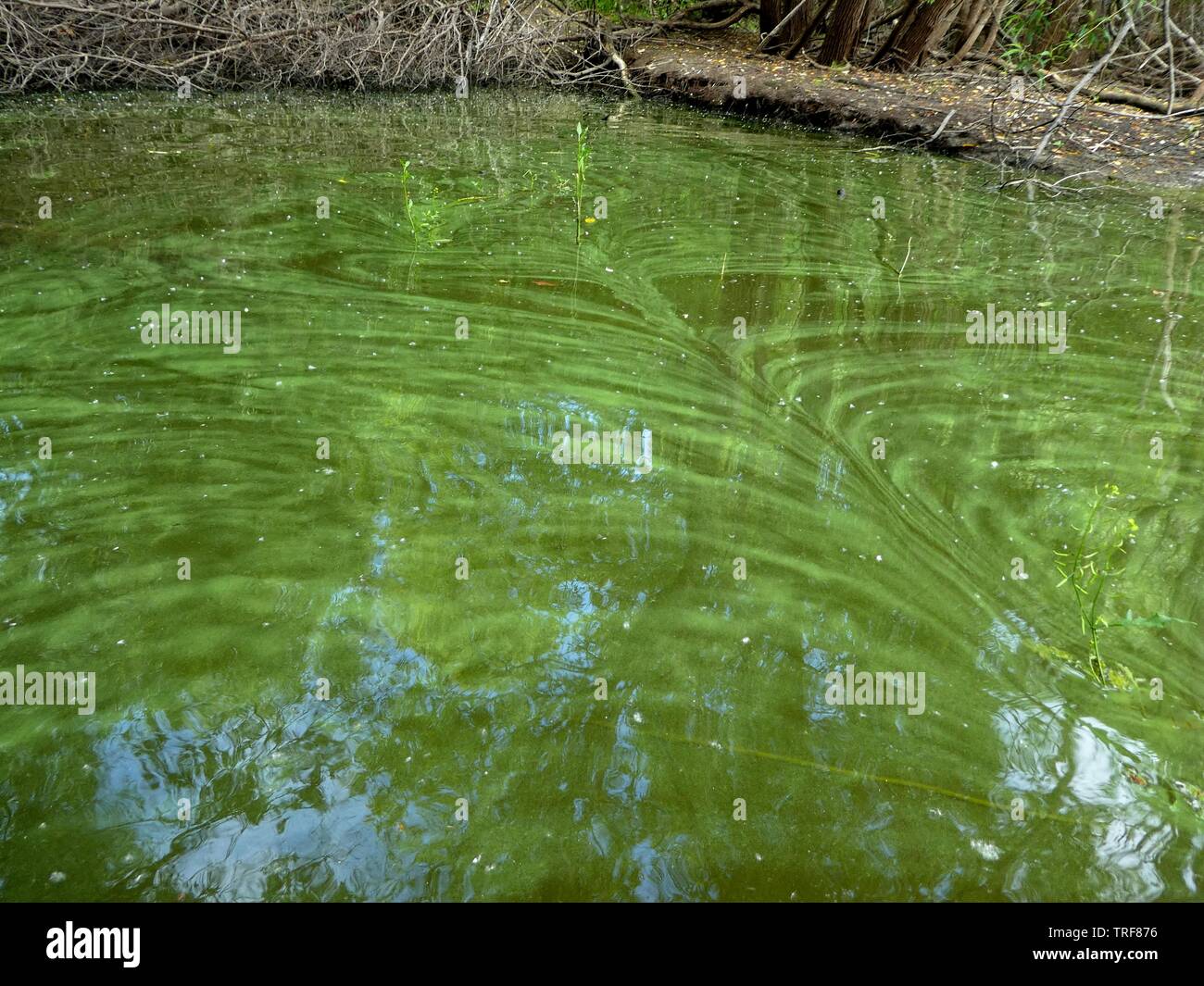 Blue-green algae (cyanobacteria) floating on the surface in a down-wind ...