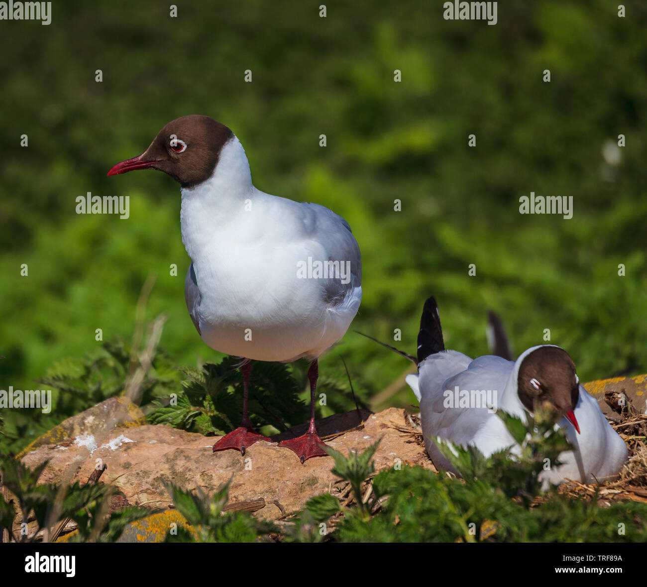 Arctic turn birds nesting farne islands northumberland uk Stock Photo ...