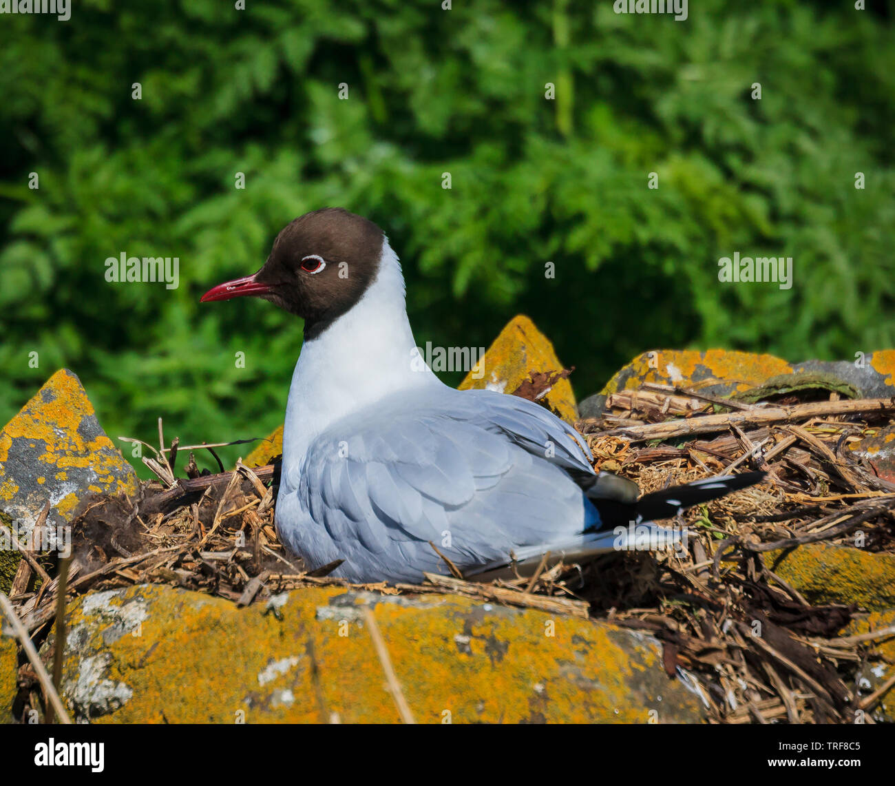 Arctic turn birds nesting farne islands northumberland uk Stock Photo ...