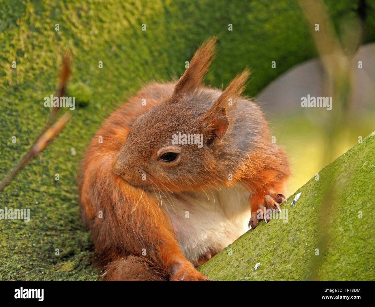 Tufty tufty fluffytail hi-res stock photography and images - Alamy