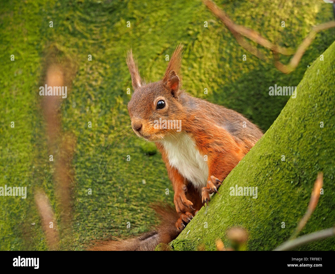 Tufty tufty fluffytail hi-res stock photography and images - Alamy