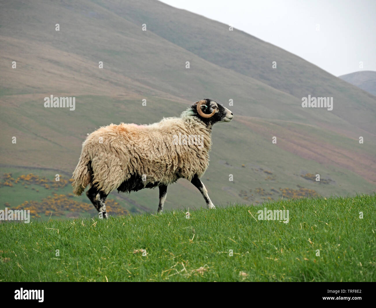 Hardy hill sheep ewe in classic upland landscape with rugged Lake ...