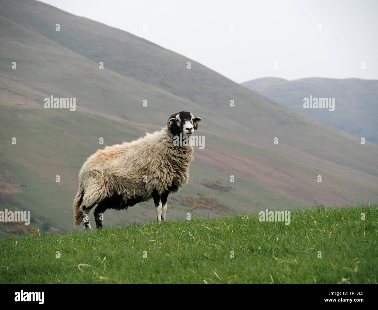 Hardy hill sheep ewe in classic upland landscape with rugged Lake ...
