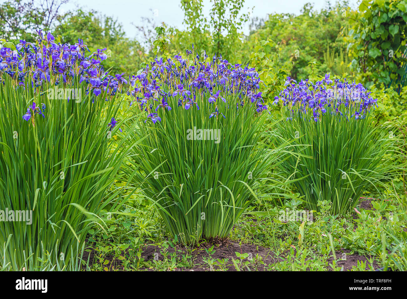 Raindrop siberian iris hi-res stock photography and images - Alamy