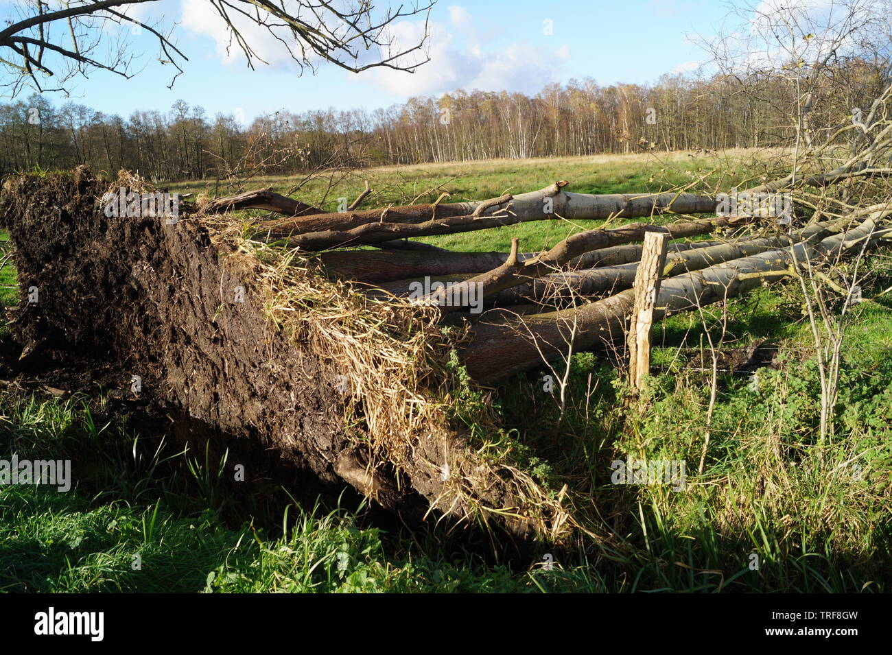 storm Herwart uprooted the trees in the nature reserve Ruebker Moor ...