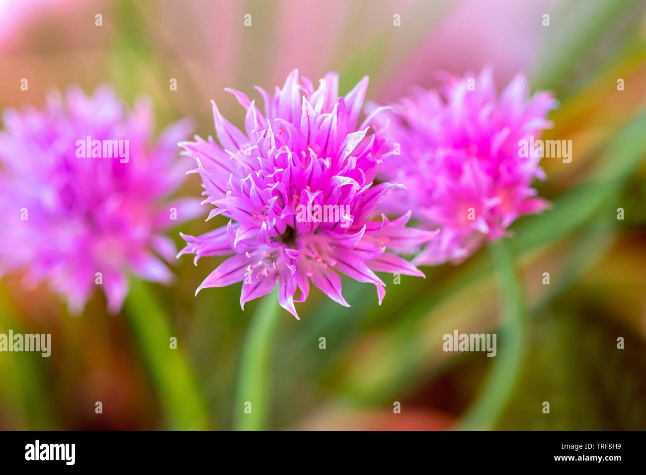 wild chive blossom close up detail background Stock Photo - Alamy