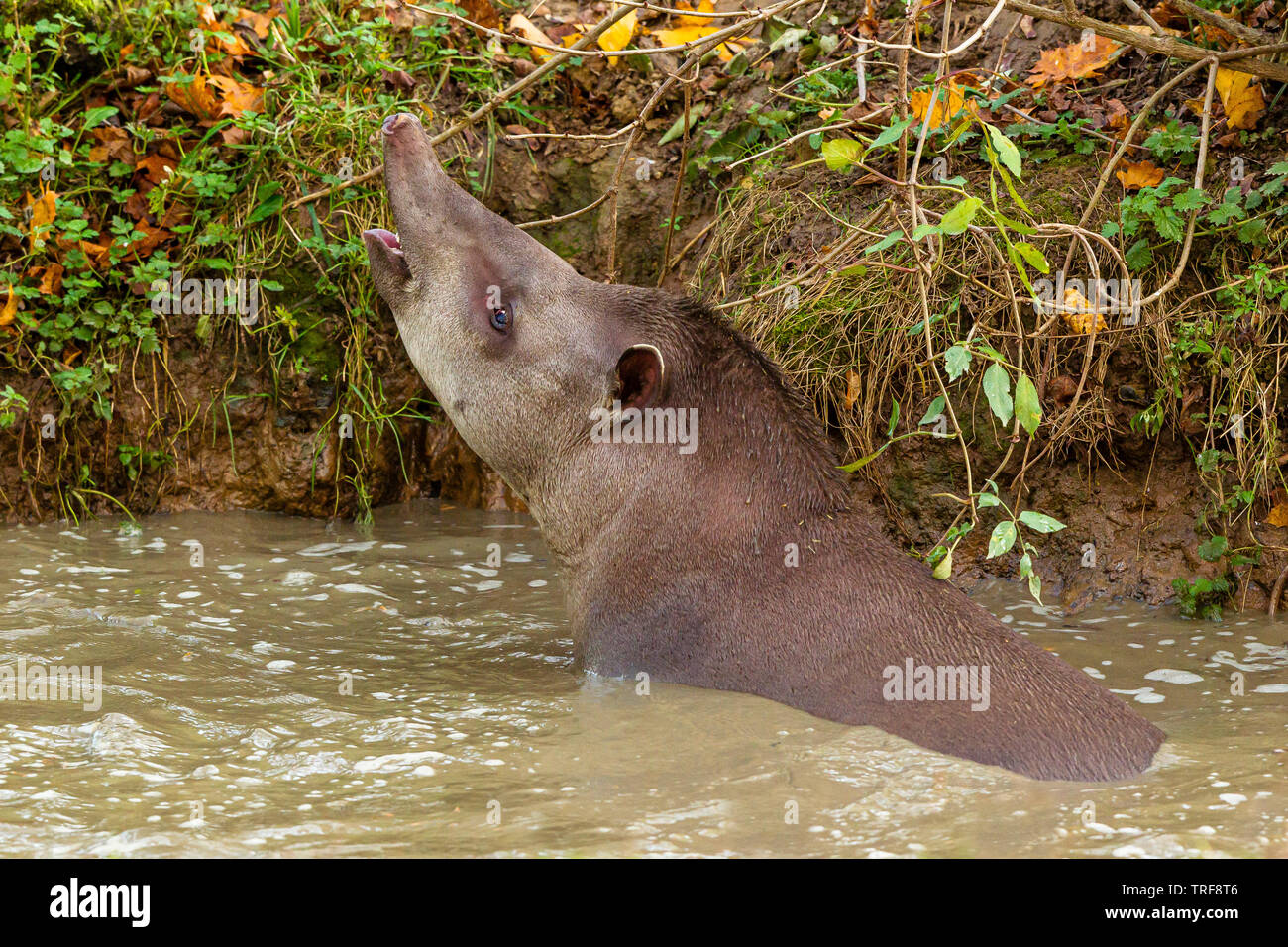 Baby tapir stripe hi-res stock photography and images - Alamy