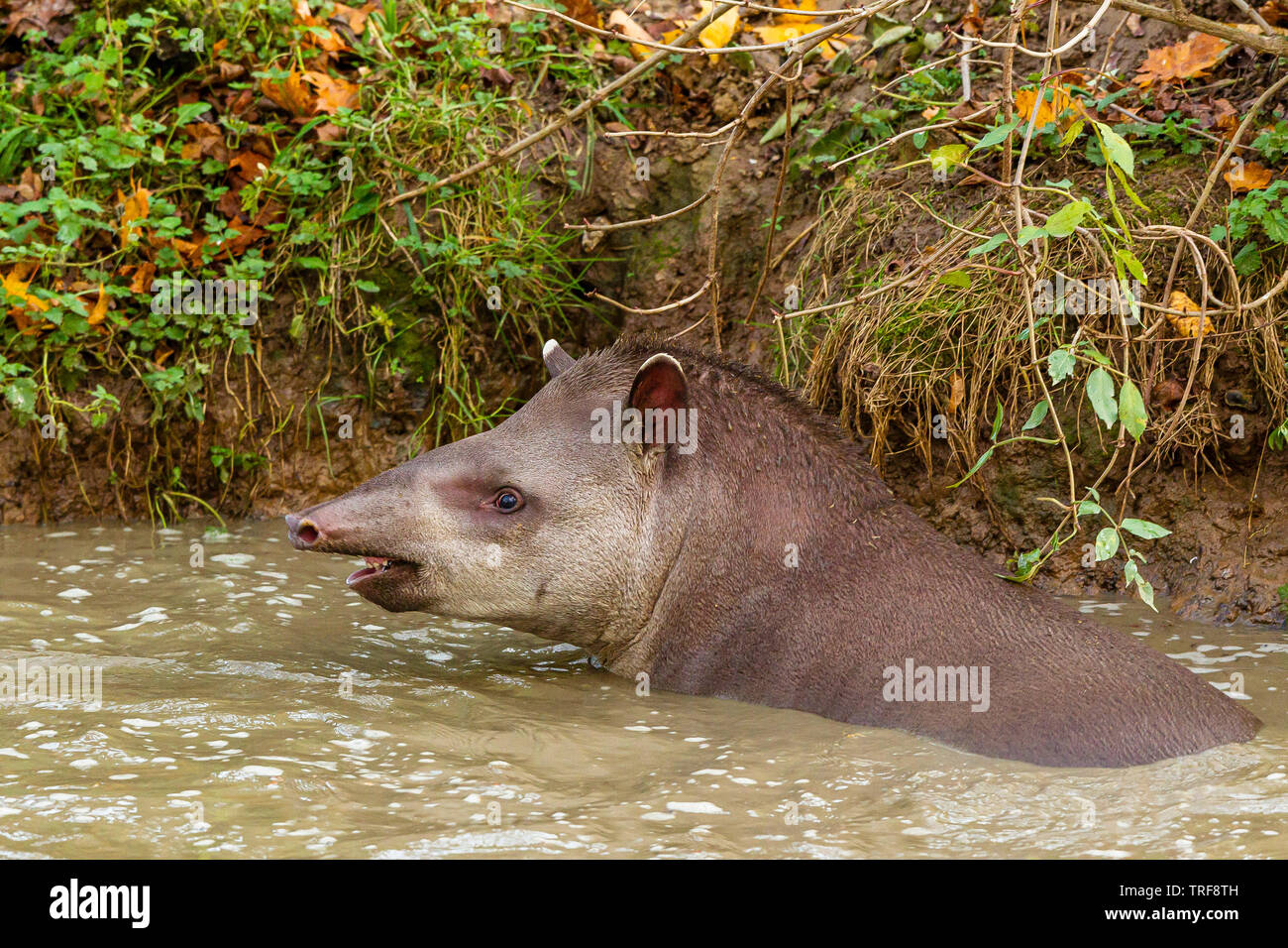 South American Tapir or Brazilian Tapir ( Tapirus Terrestris ) In Water ...
