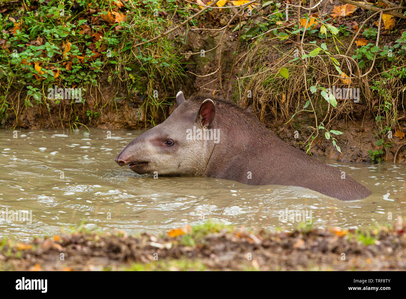 South American Tapir or Brazilian Tapir ( Tapirus Terrestris ) In Water ...