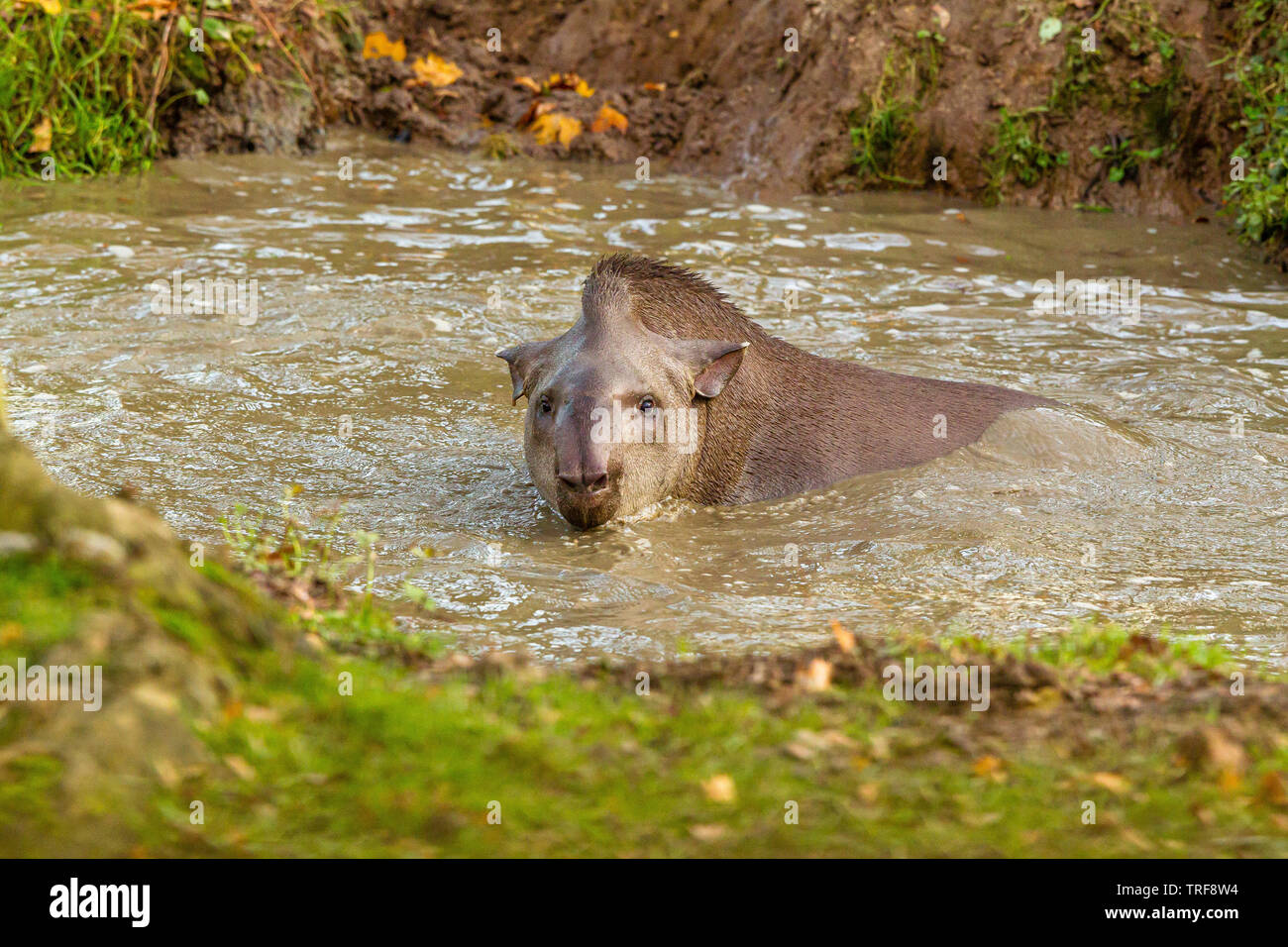 South American Tapir or Brazilian Tapir ( Tapirus Terrestris ) In Water ...