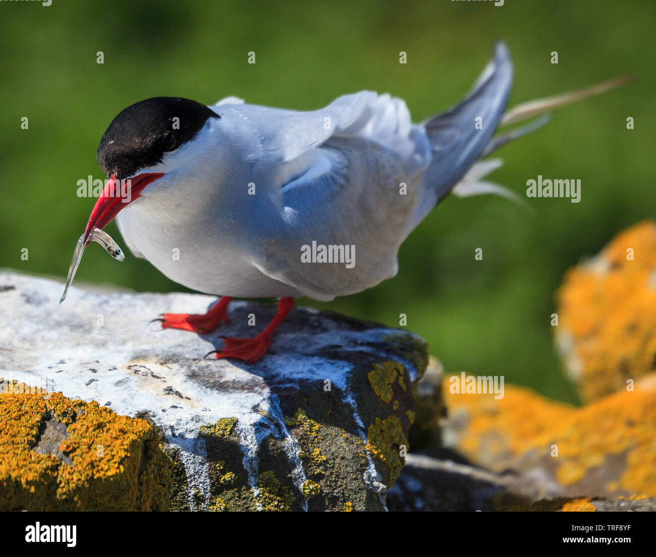 Arctic turn birds nesting farne islands northumberland uk Stock Photo ...