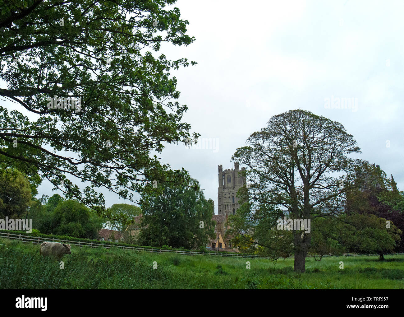 The Lantern Tower of Ely Cathedral, known as the Ship of the Fens, seen ...