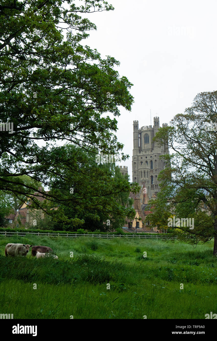 The Lantern Tower of Ely Cathedral, known as the Ship of the Fens, seen ...