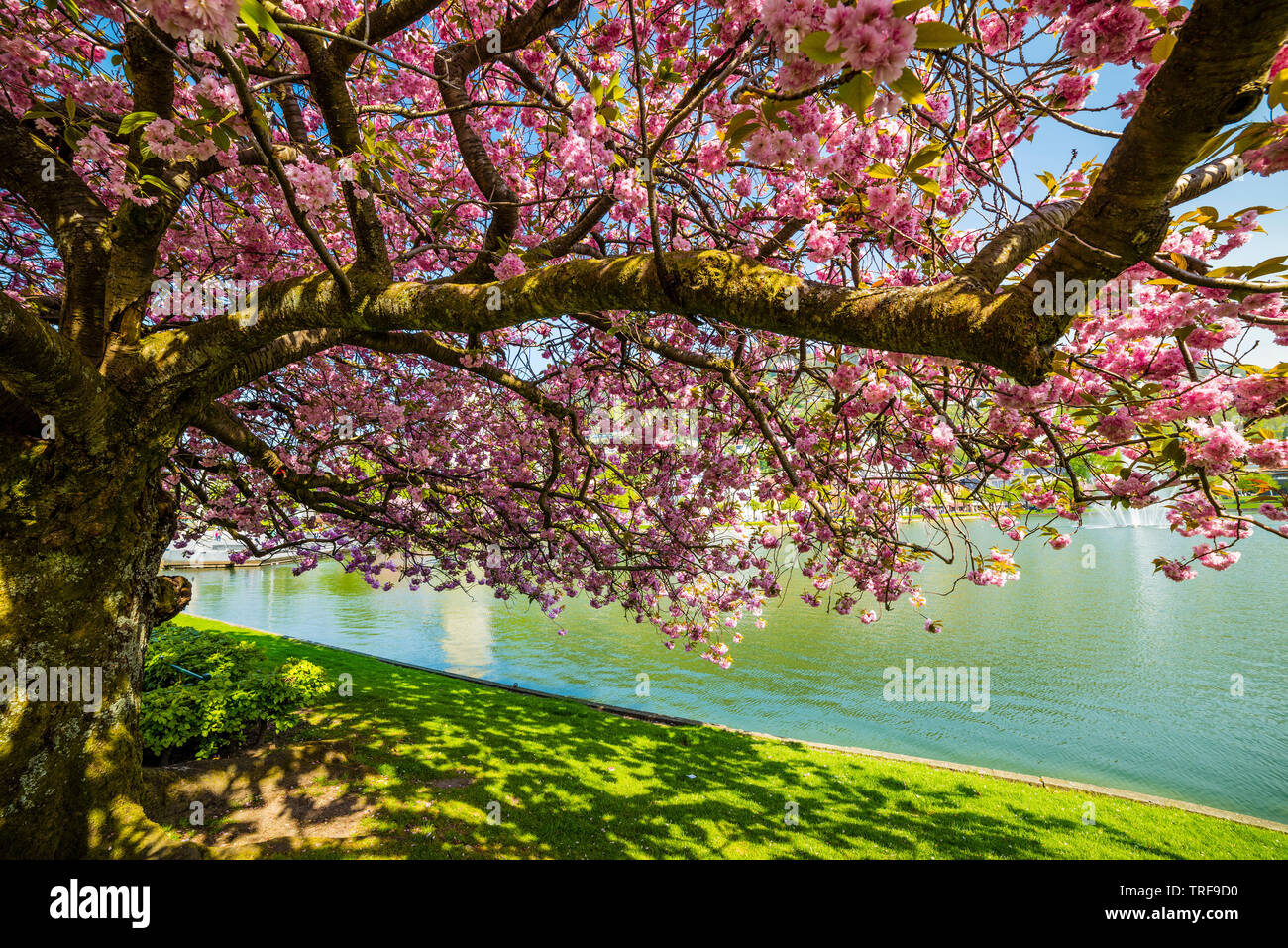 Bergen in spring hi-res stock photography and images - Alamy