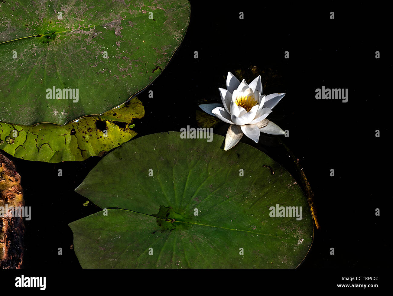 Acarlar longozu lotus flower Karasu,Sakarya,Turkey Stock Photo - Alamy