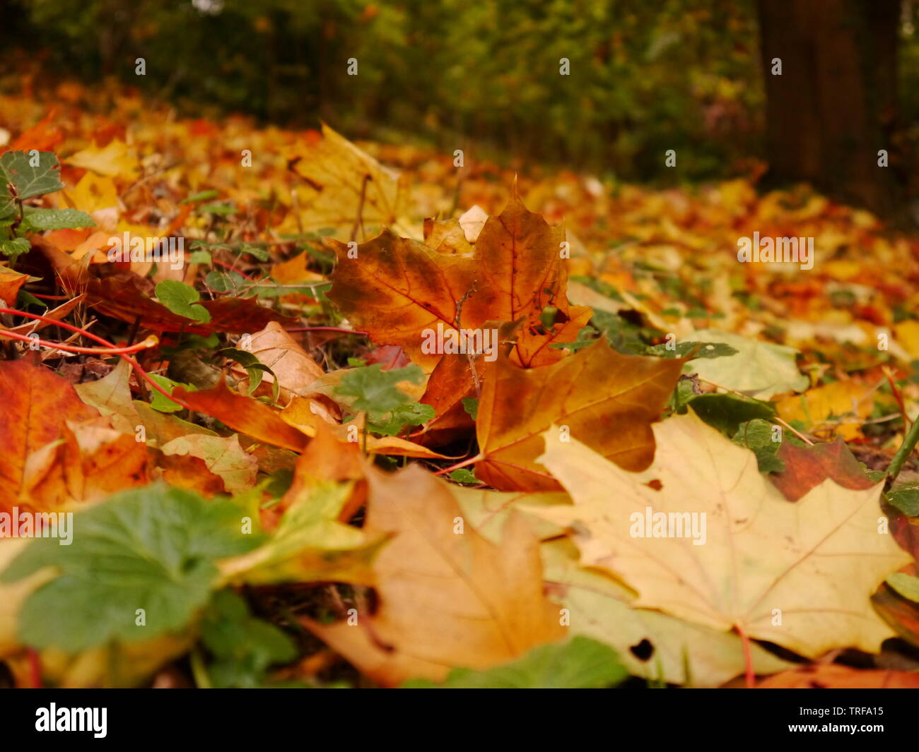 Different colored leaves hi-res stock photography and images - Alamy