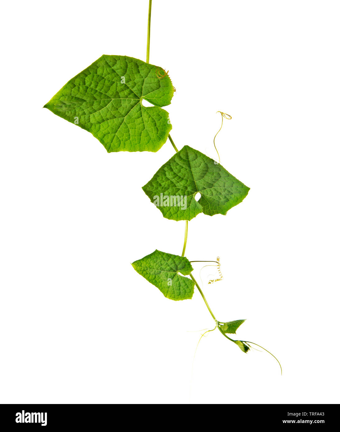 vine isolated on white background Stock Photo - Alamy
