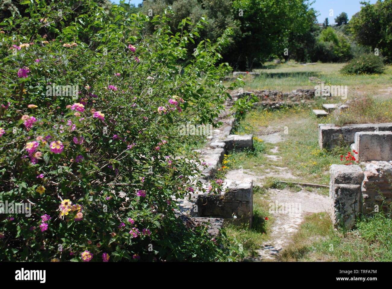 Athens Parthenon Flowers High Resolution Stock Photography and Images ...