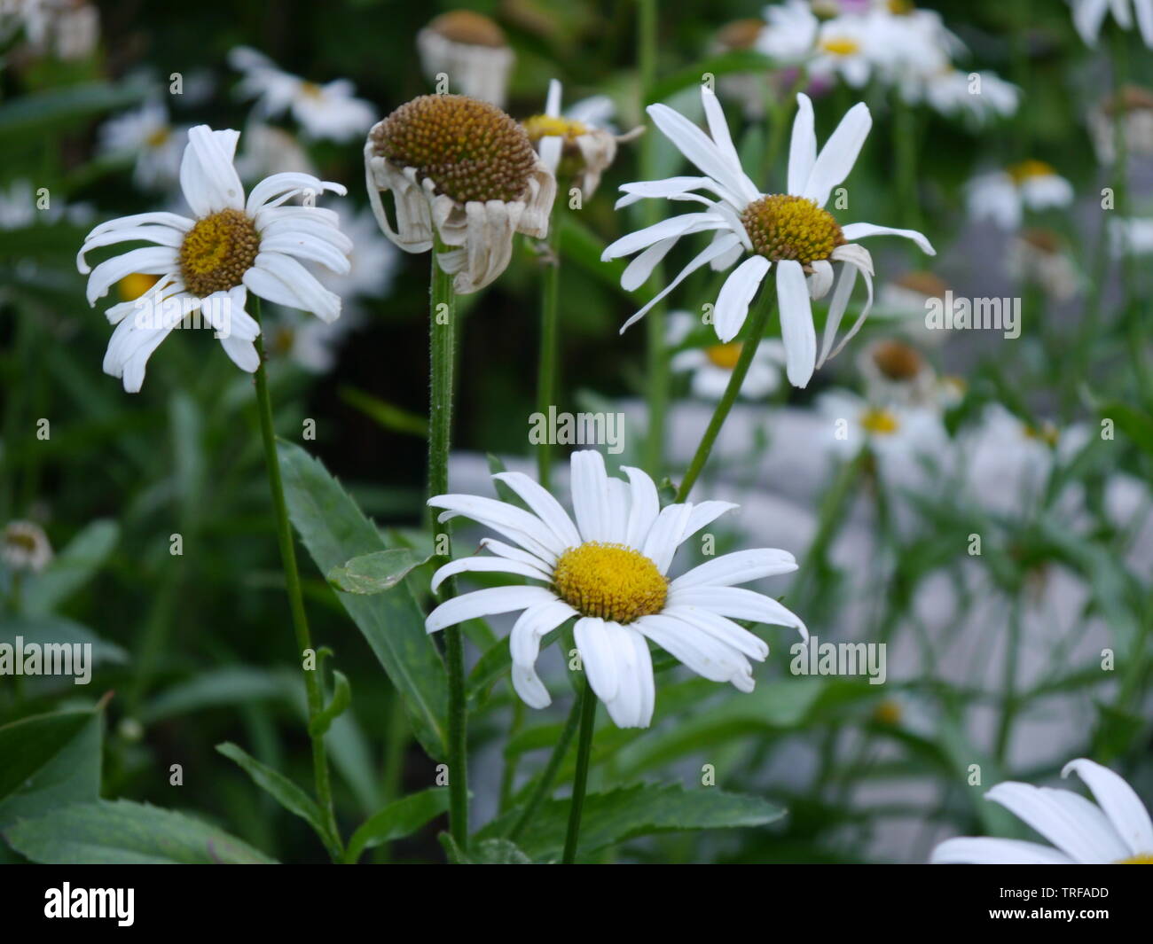 A photo of several daisy flowers in front of a natural green background ...