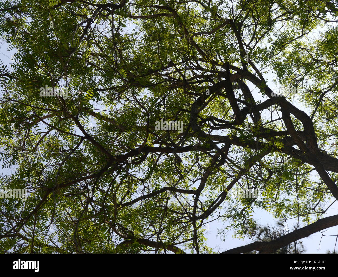 Frog perspective shot from hi-res stock photography and images - Alamy