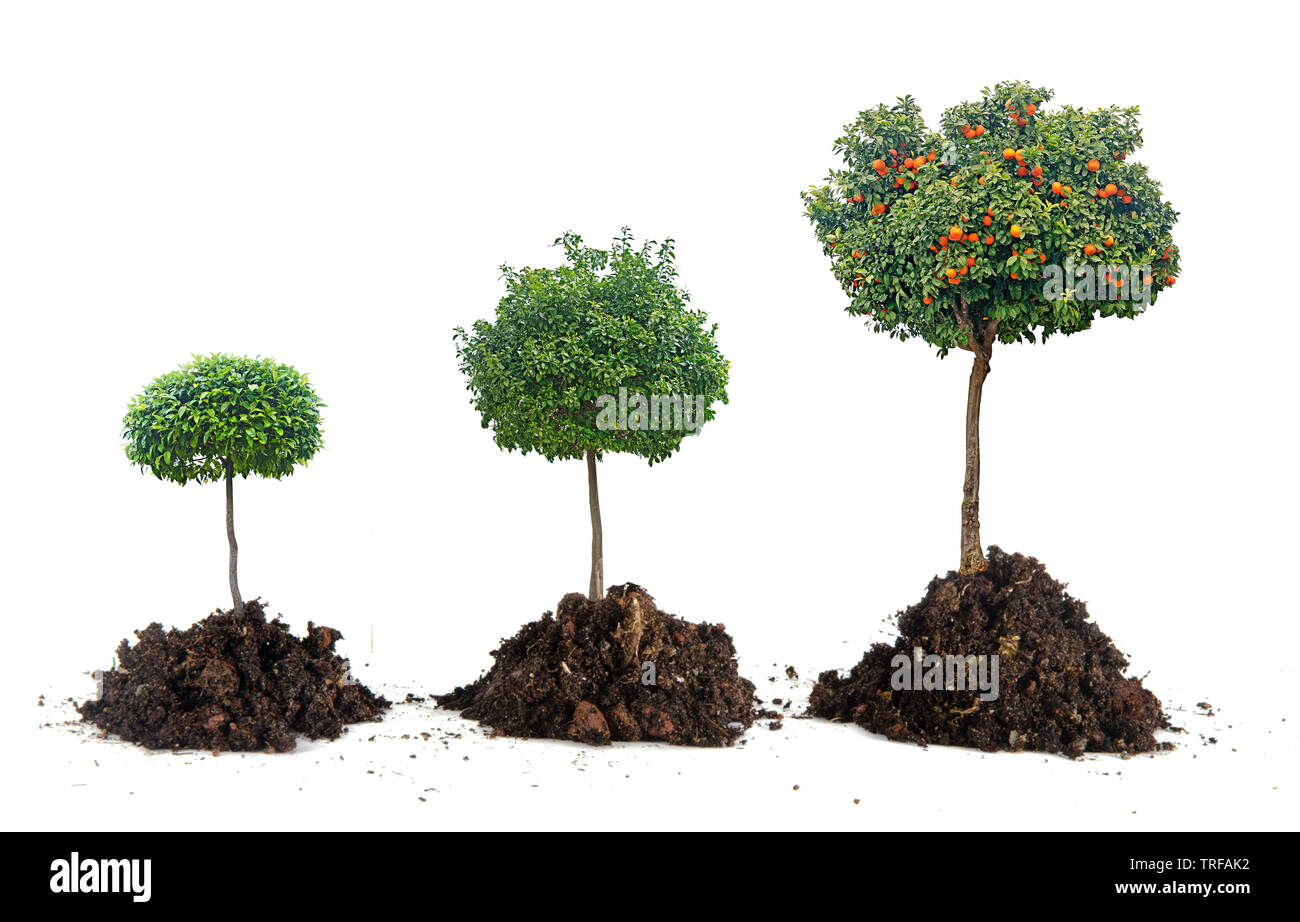 Growth of citrus trees Stock Photo - Alamy