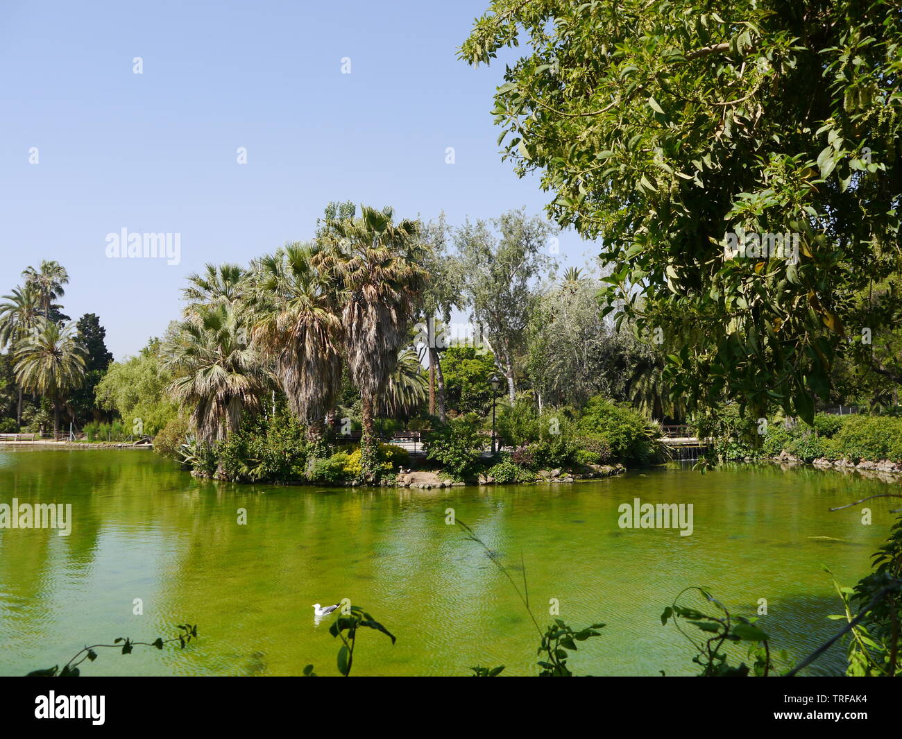 Types of trees hi-res stock photography and images - Alamy